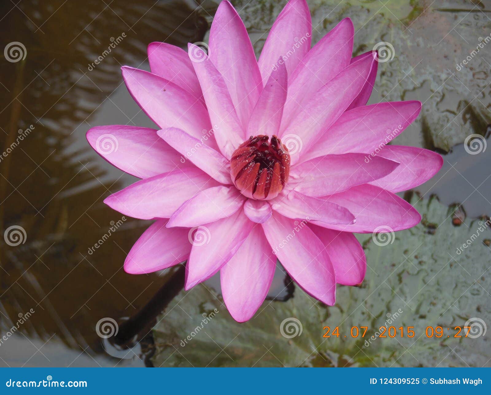 Beautiful Louts stock image. Image of beautiful, lake - 124309525