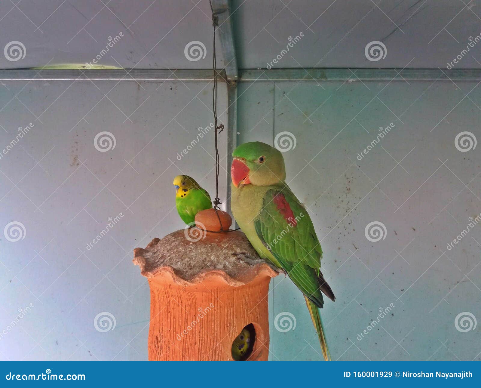 Beautiful Love Bird & Parrot Stock Image - Image of love, beautiful ...