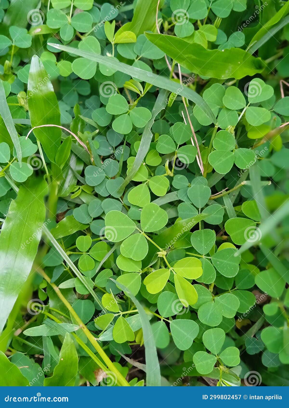 Beautiful Love Shaped Green Clover Grass Stock Image - Image of ...