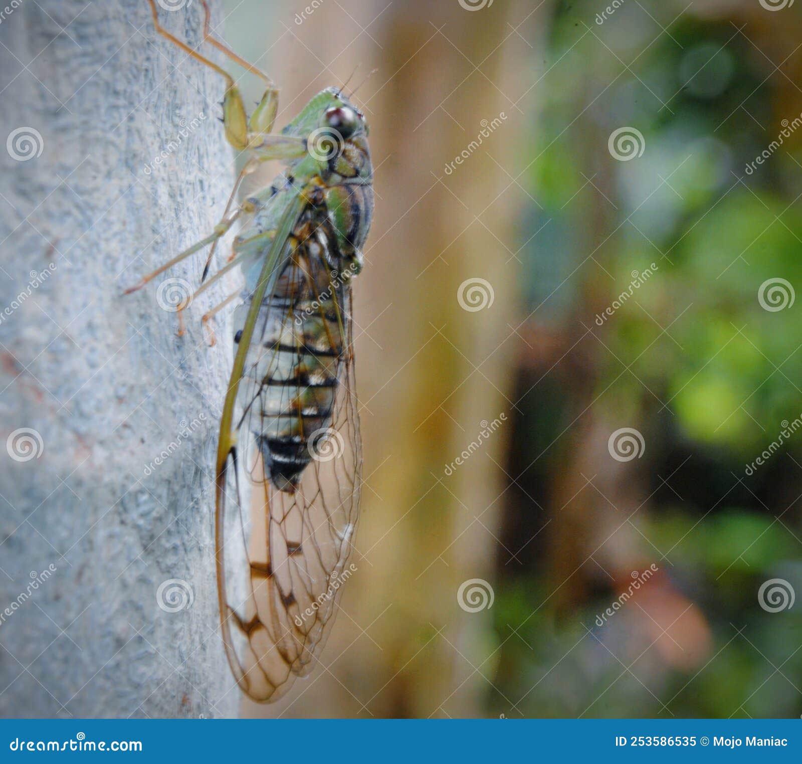 Cicada stock image. Image of flower, wing, yellow, nature - 253586535