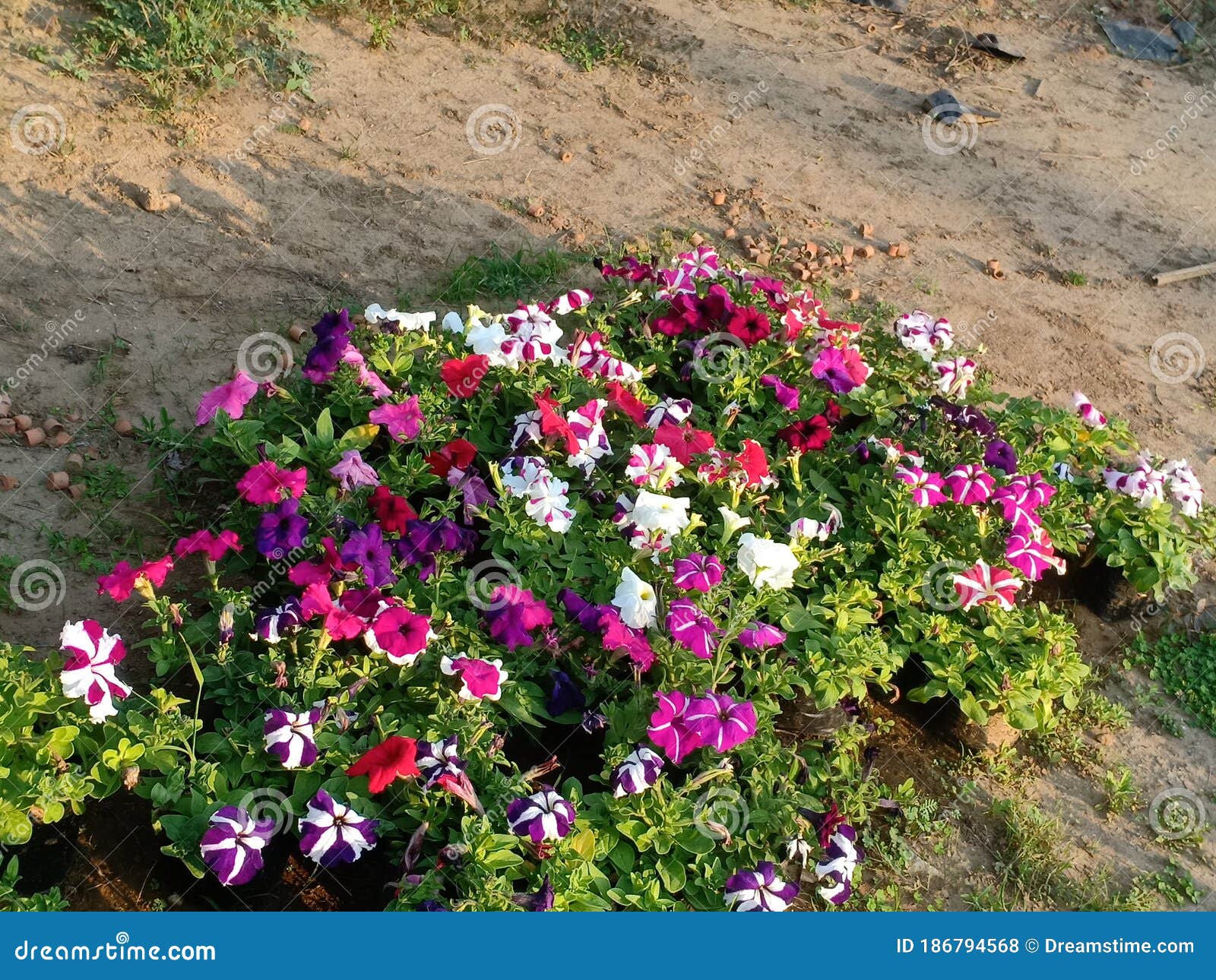 Beautiful Loving Flowers Garden ðŸ˜ Stock Photo - Image of dreams, cute ...