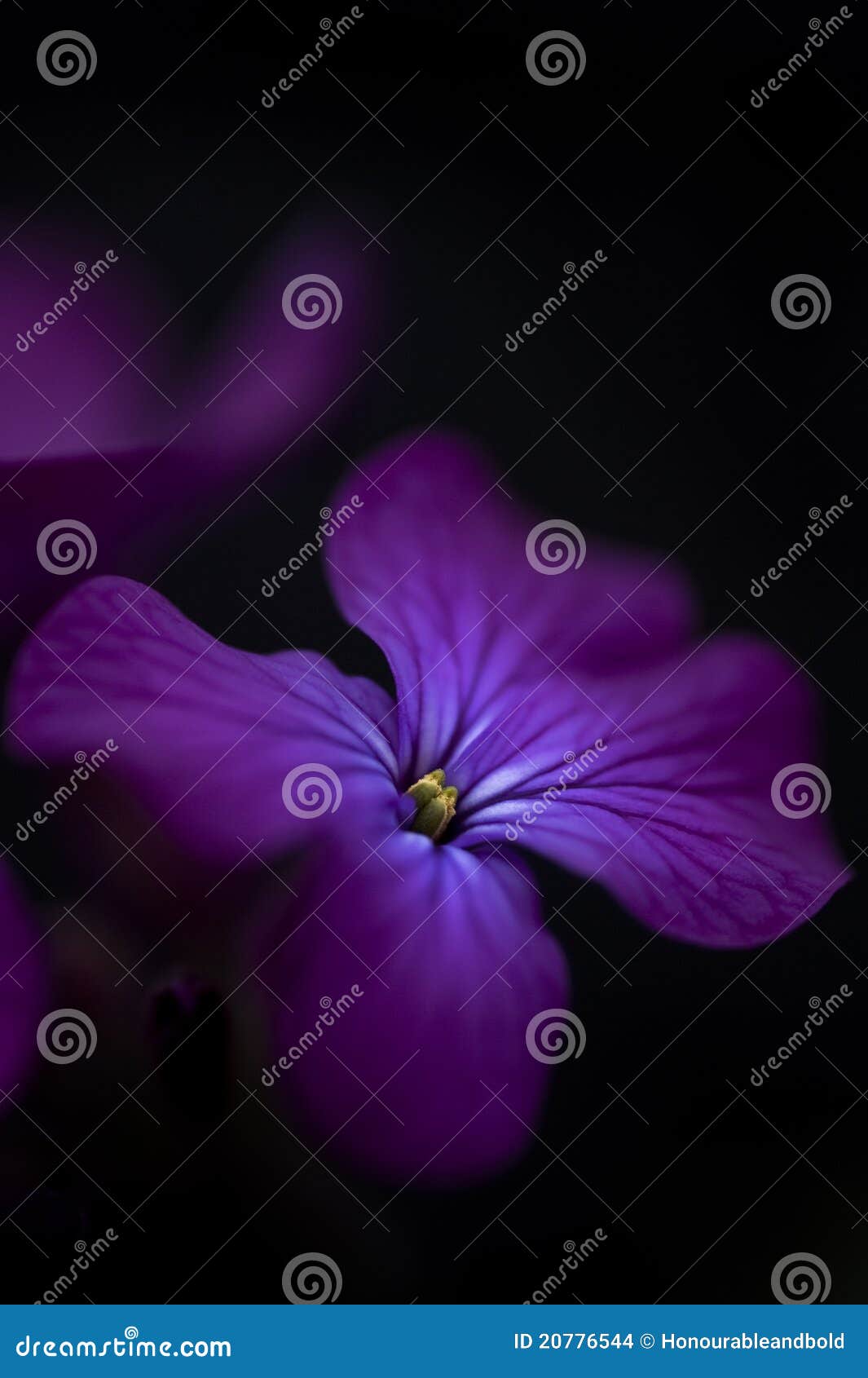 Beautiful Low Key Image of Honesty Flower Stock Photo - Image of pollen ...