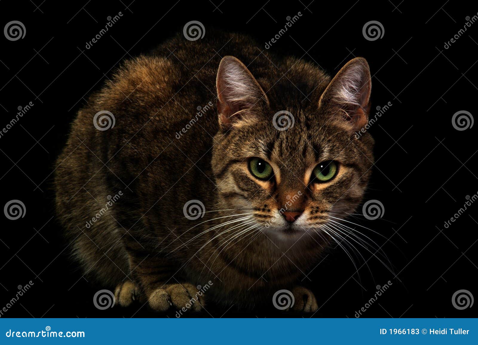 Beautiful Low-key Portrait of a Cat Stock Image - Image of head ...