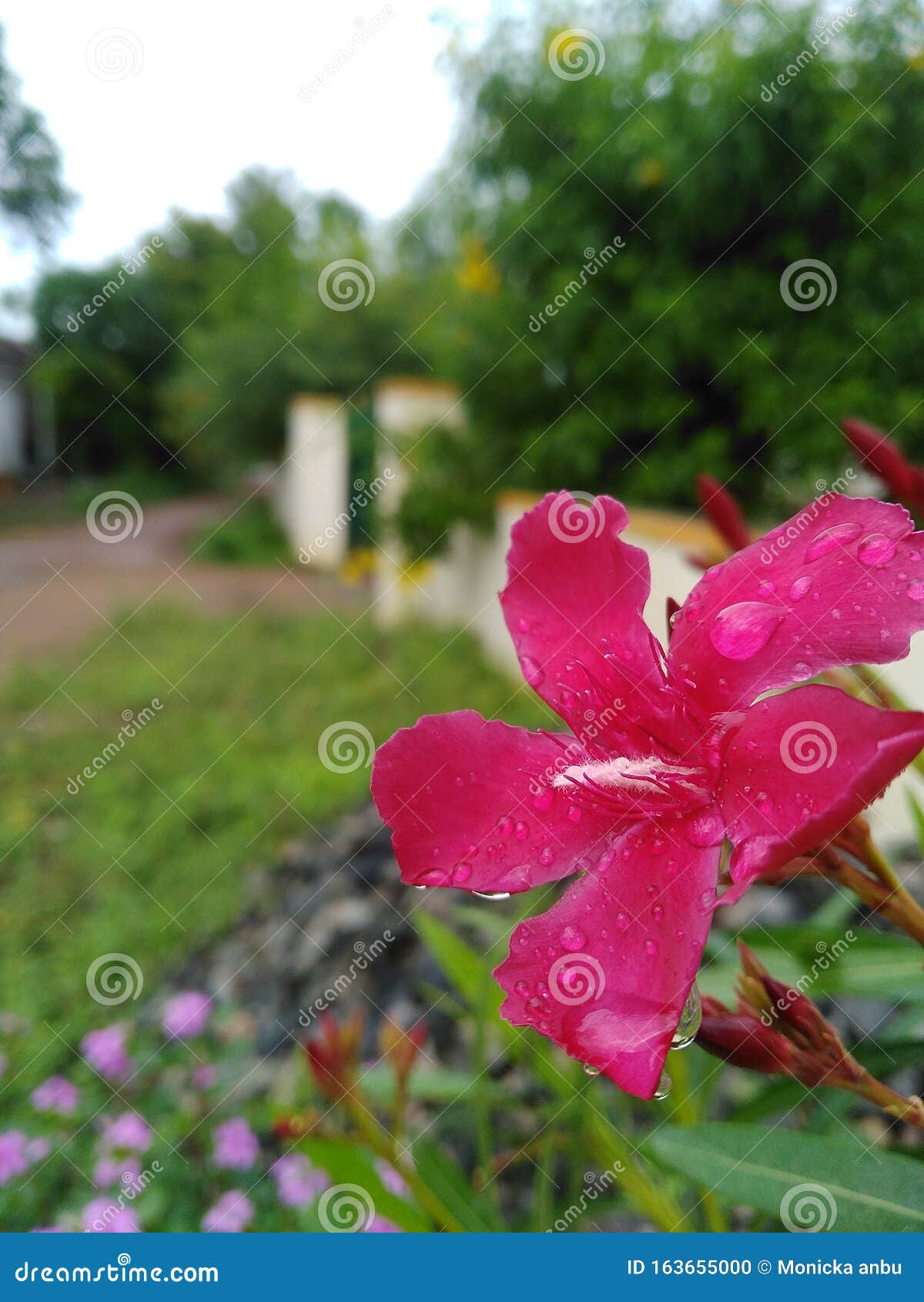 A Beautiful Lower Just Blossom with Happiness Stock Photo - Image of ...