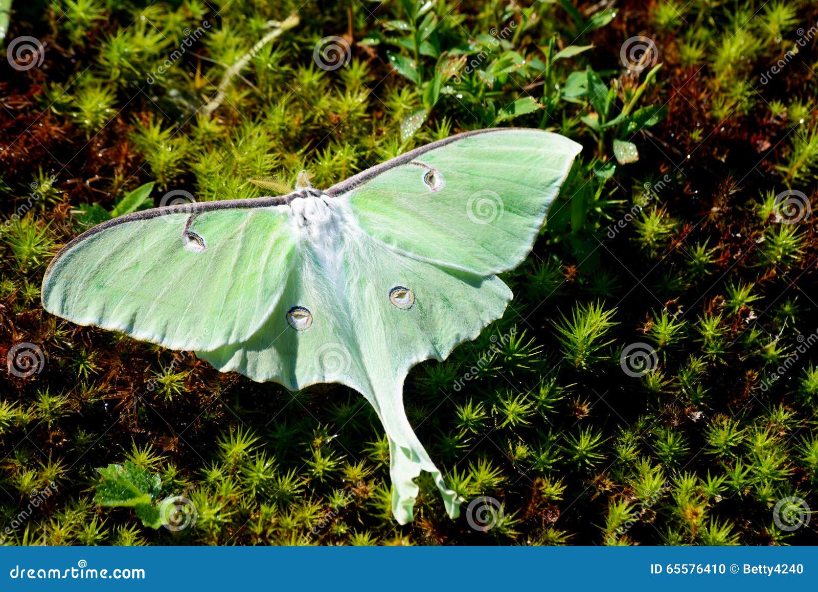 Beautiful Luna Moth Sitting in Moss. Stock Photo - Image of wings, moth ...