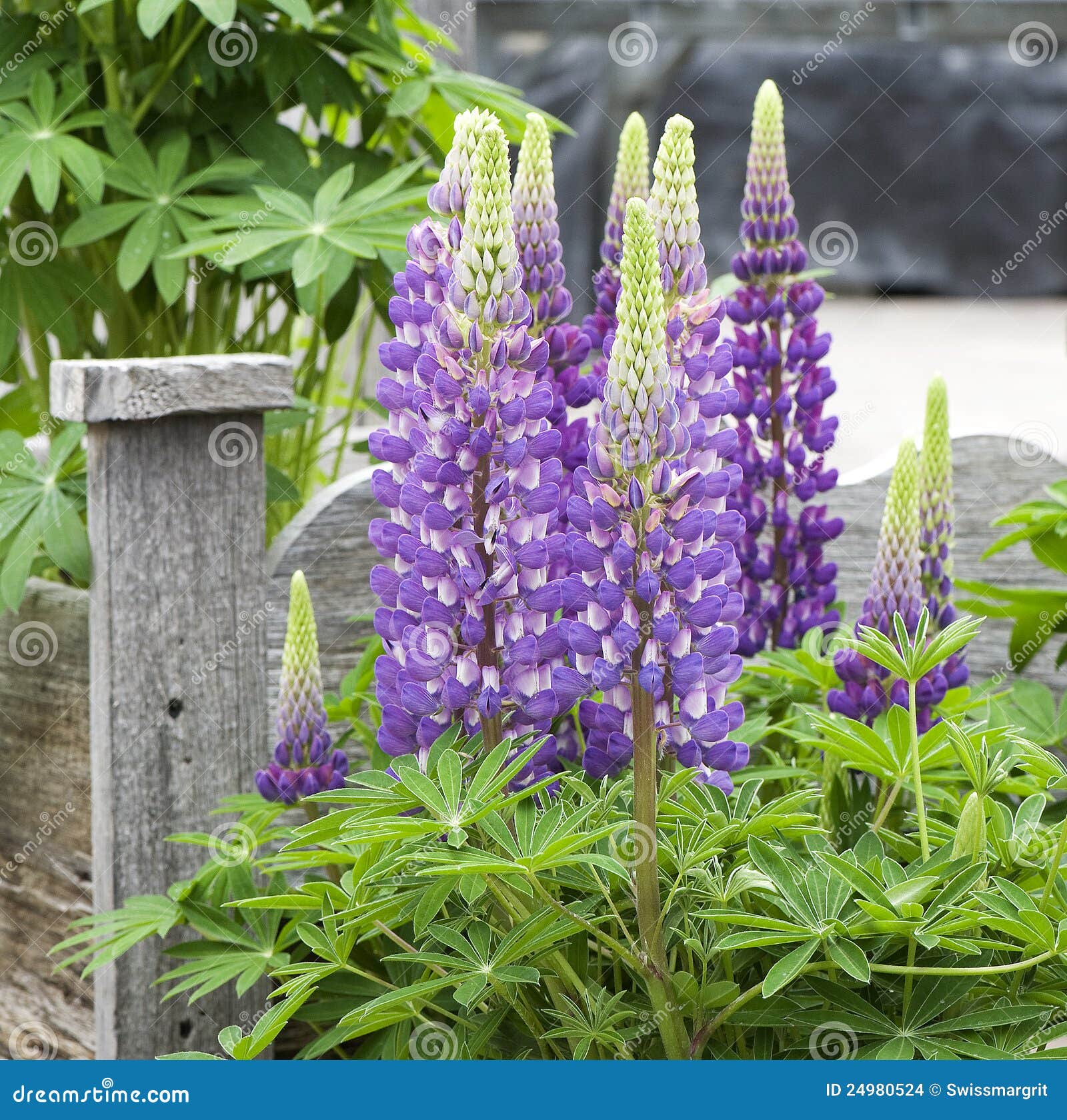 Beautiful lupin flower stock photo. Image of growth, botanic - 24980524