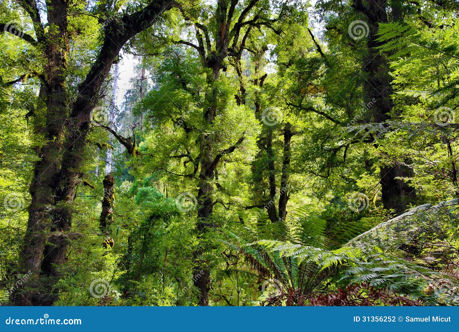 Beautiful Lush Australian Forest Stock Photo - Image of nature, rural ...