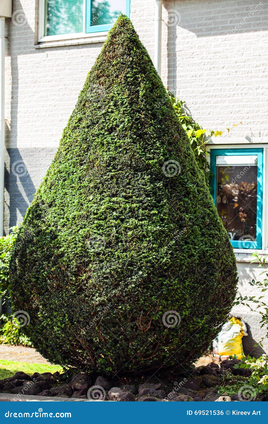 Beautiful Lush Bush in Garden Close-up Stock Photo - Image of exterior ...