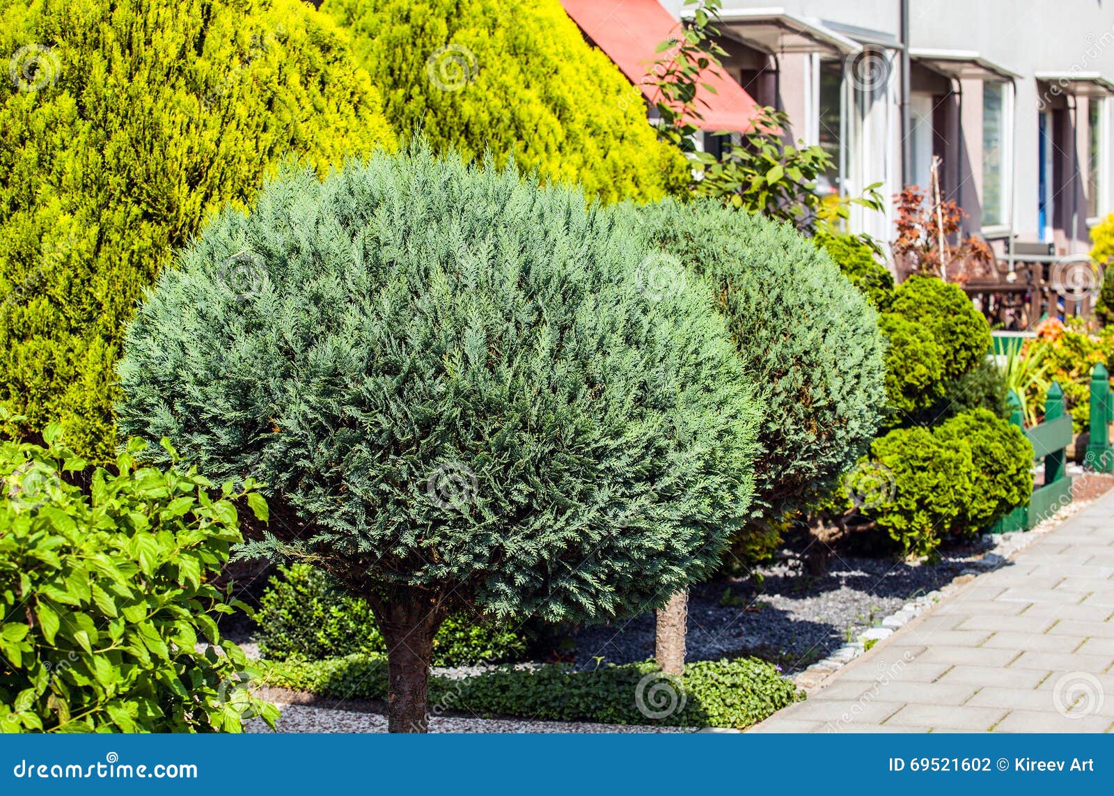 Beautiful Lush Bush in Garden Close-up Stock Photo - Image of cape ...