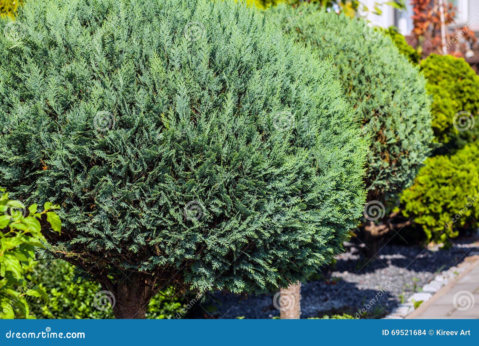 Beautiful Lush Bush in Garden Close-up Stock Photo - Image of exotic ...