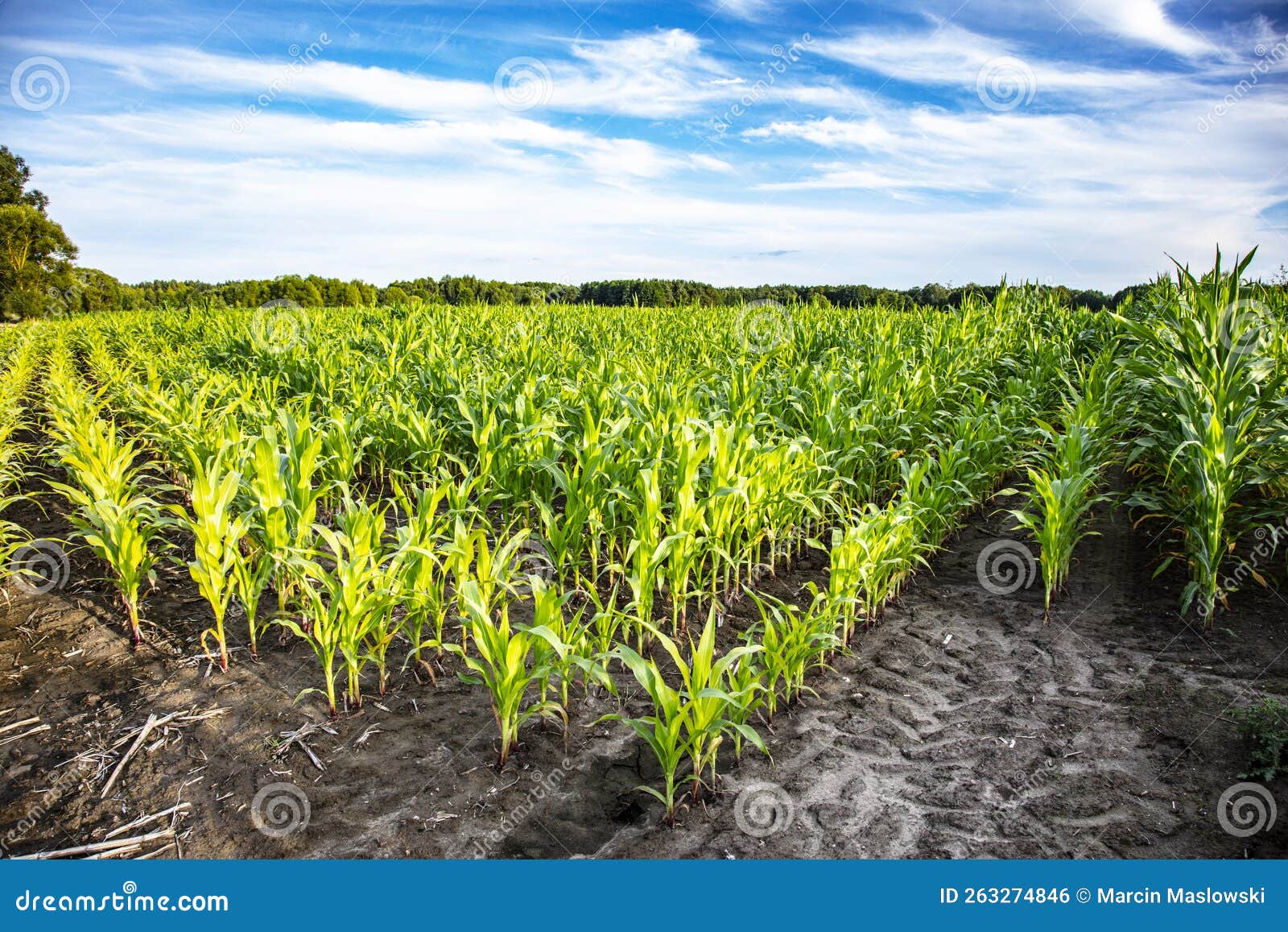 Beautiful and Lush Corn Grows in the Field Stock Photo - Image of ...