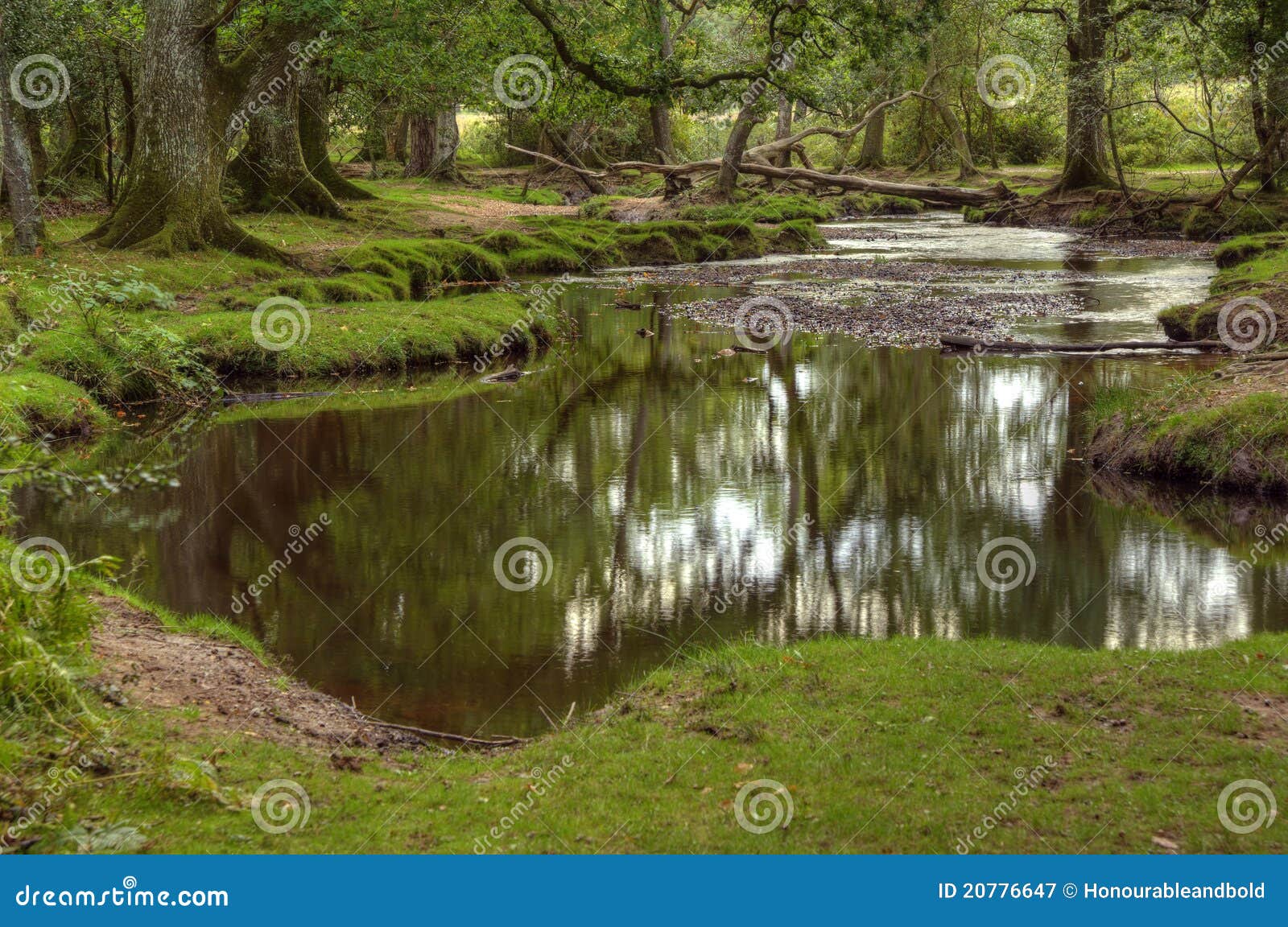 Beautiful Lush Forest Scene with Stream Stock Image - Image of autumn ...