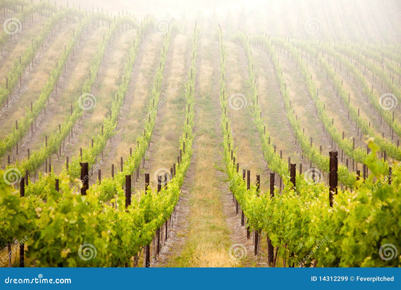 Beautiful Lush Grape Vineyard Stock Image - Image of mist, grapes: 14312299