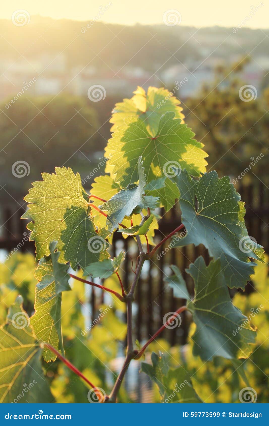 Beautiful Lush Grape Vineyard Stock Image - Image of color, autumn ...