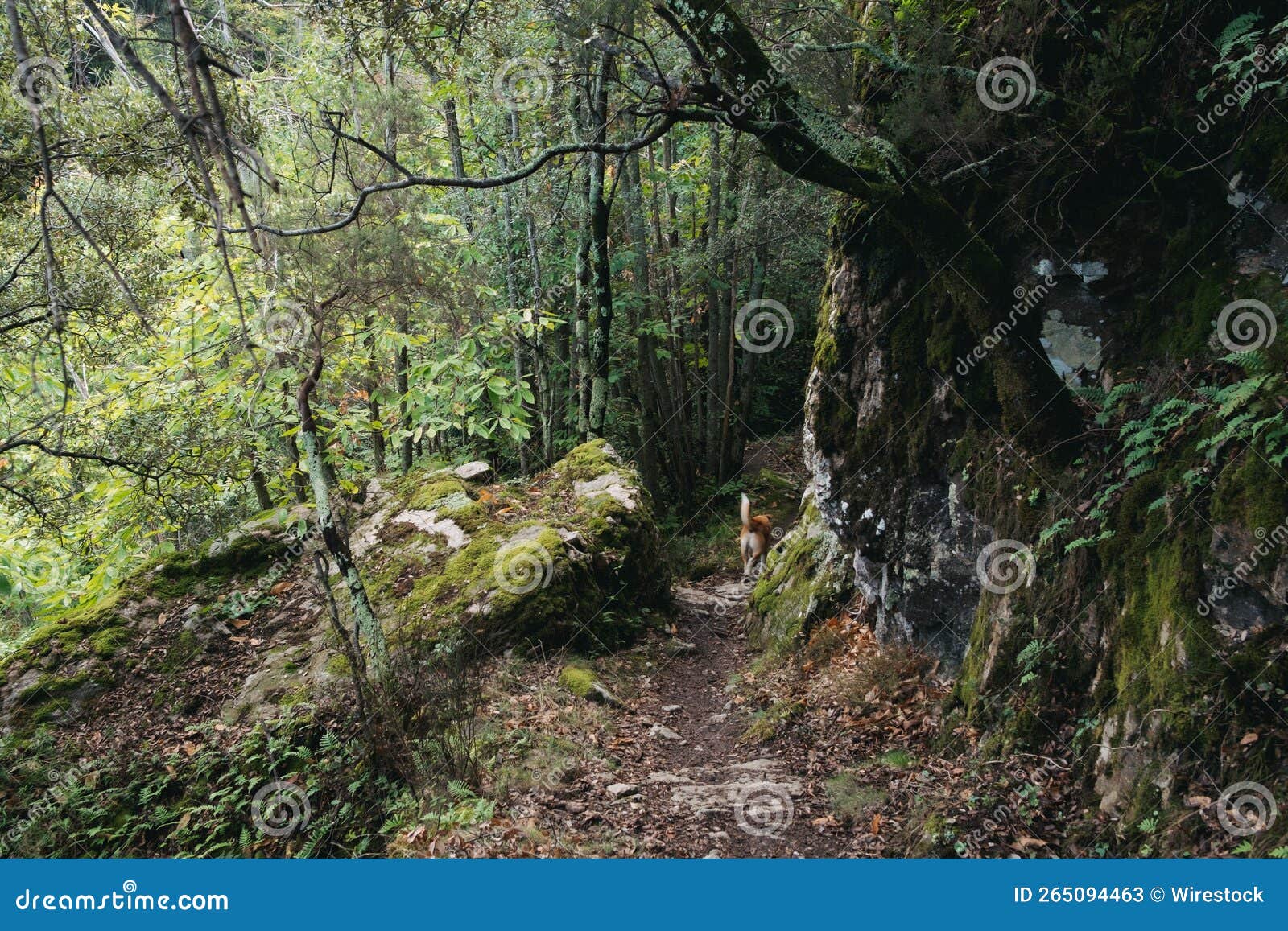 Beautiful Lush Mossy Green Forest with a Walking Trail Stock Image ...