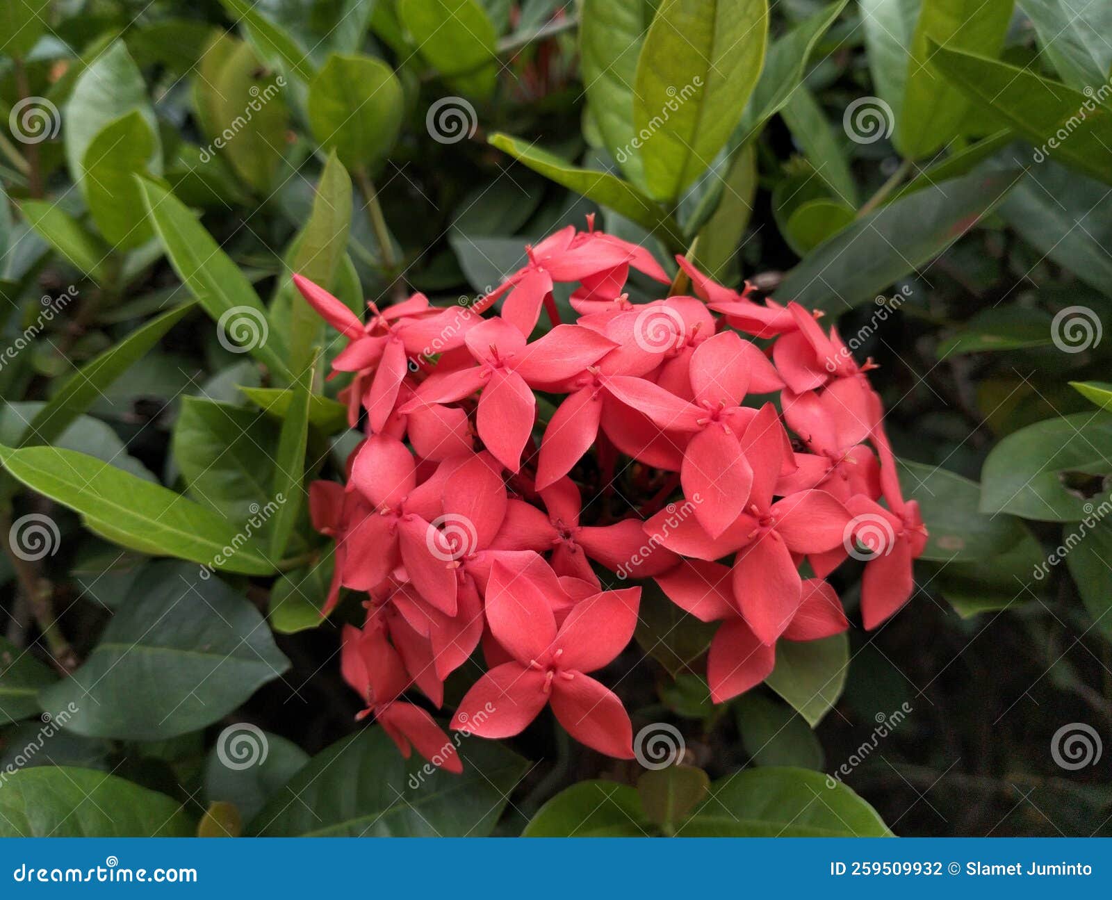Beautiful and Beautiful Lush Red Flowers Stock Photo - Image of tree ...