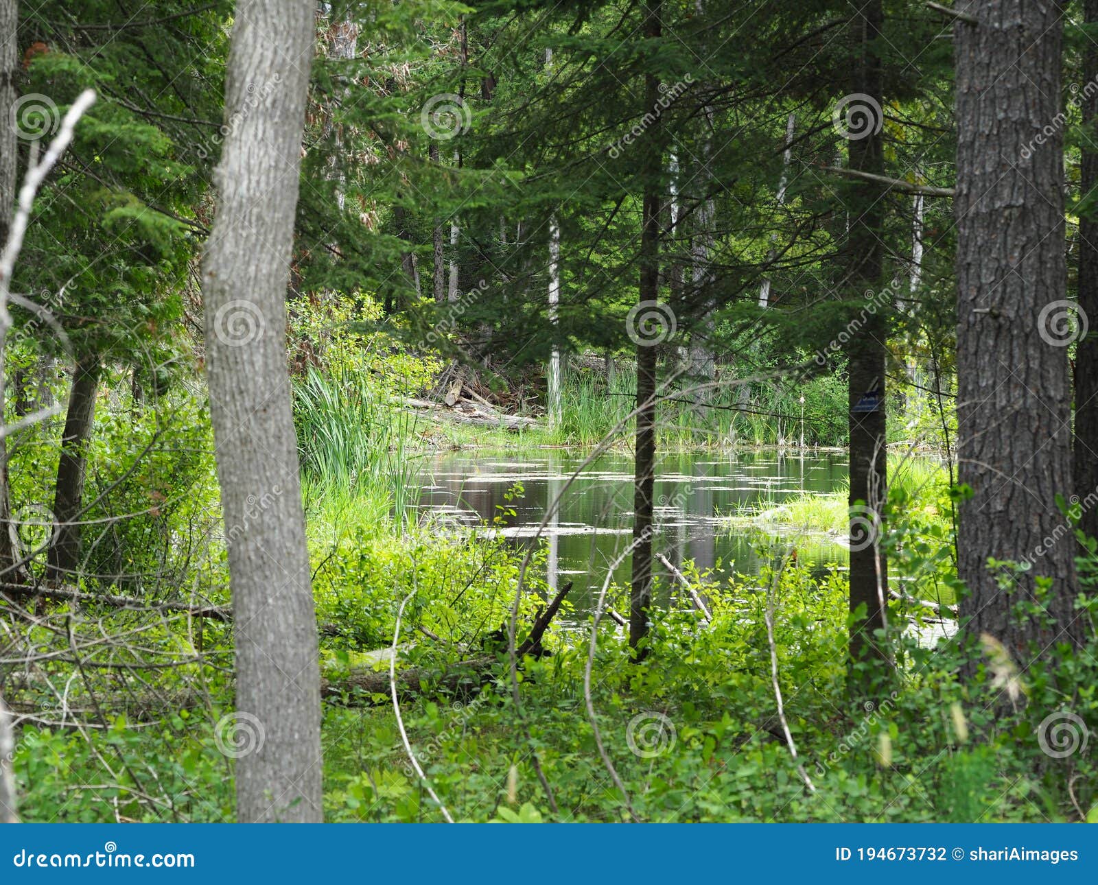 Beautiful and Lush Swamp in Summer Stock Photo - Image of view, trees ...