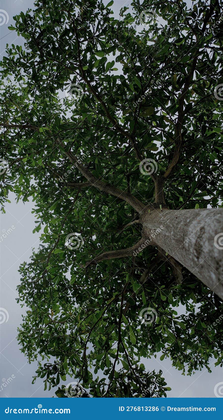 Beautiful and lush trees? stock photo. Image of garden - 276813286