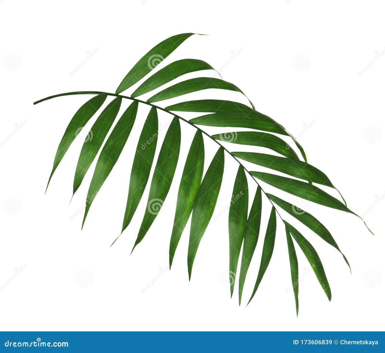 Beautiful Lush Tropical Leaf Isolated on White Stock Image - Image of ...