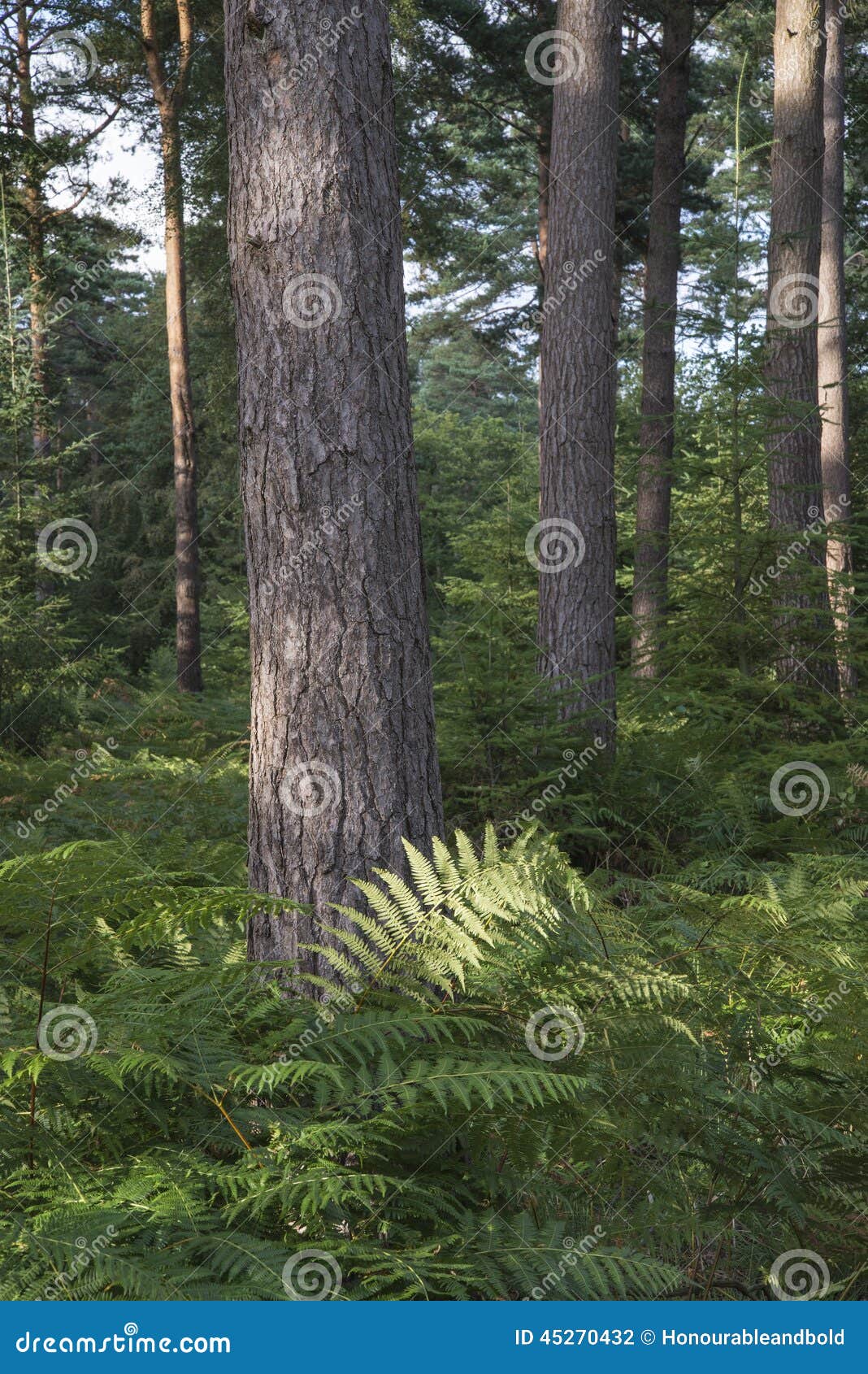 Beautiful Lush Vibrant Forest Landscape in Summer Stock Photo - Image ...