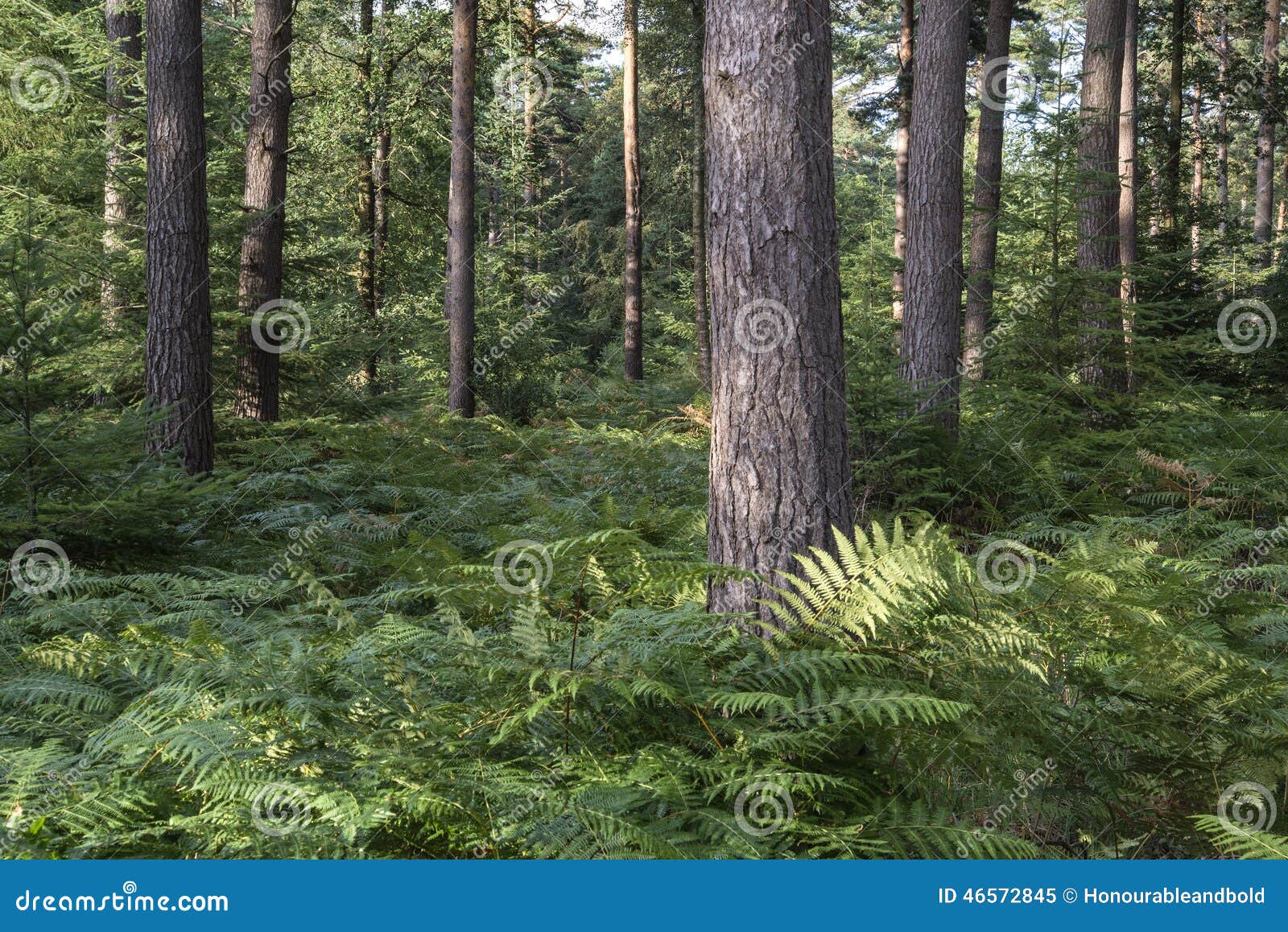 Beautiful Lush Vibrant Forest Landscape in Summer Stock Image - Image ...