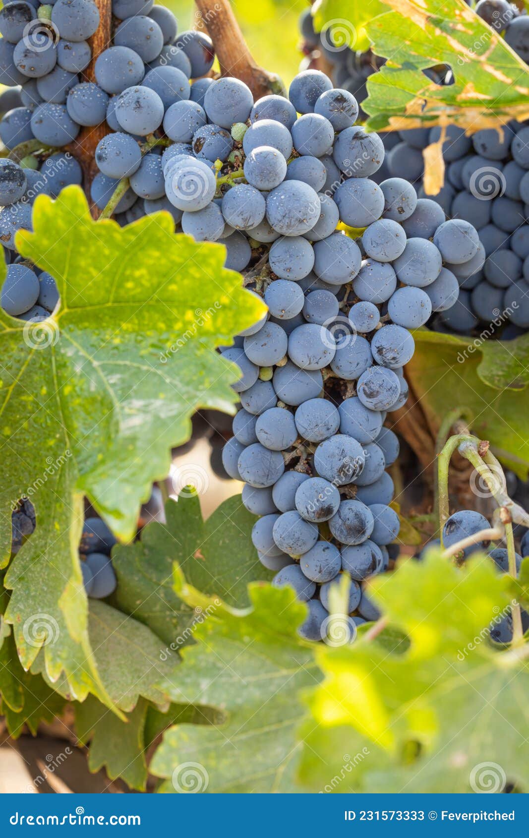 Beautiful Lush Wine Grape Bushels in the Vineyard Stock Image - Image ...