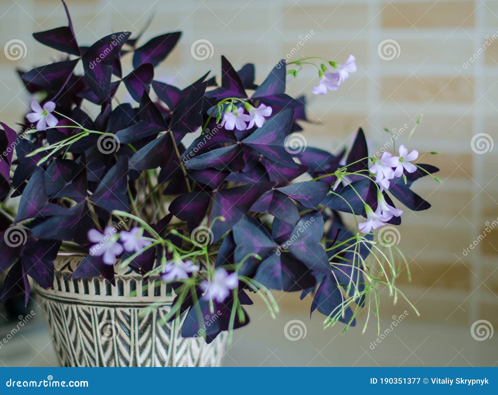 Young Butterfly Caterpillar Stock Photo | CartoonDealer.com #230163078