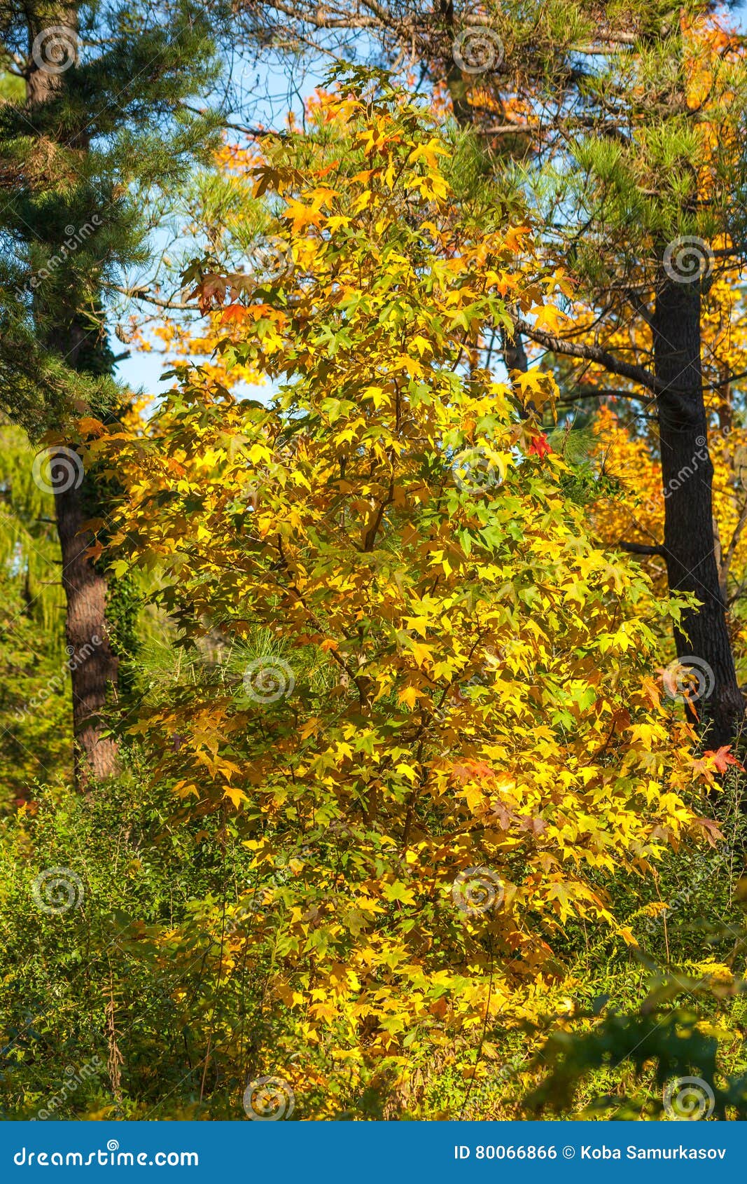 Beautiful Mable Trees in Colorful Autumn Time Stock Photo - Image of ...