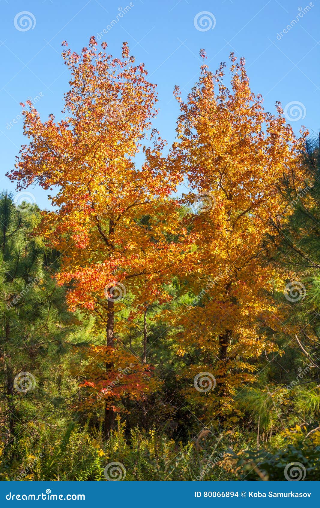 Beautiful Mable Trees in Colorful Autumn Time Stock Photo - Image of ...