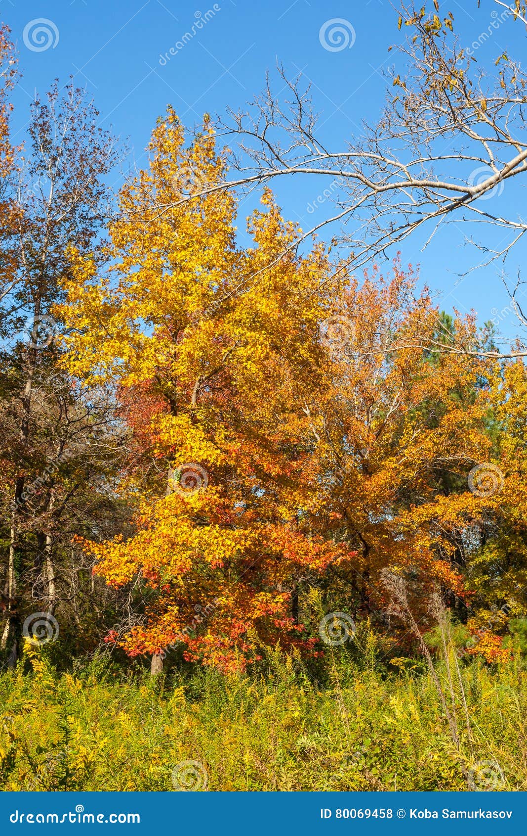 Beautiful Mable Trees in Colorful Autumn Time Stock Photo - Image of ...