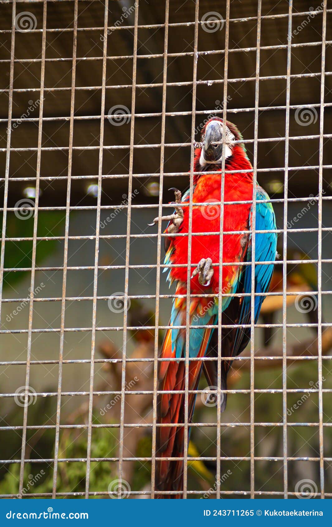Beautiful Macao Parrot on a Trellis in a Cage Stock Image - Image of ...