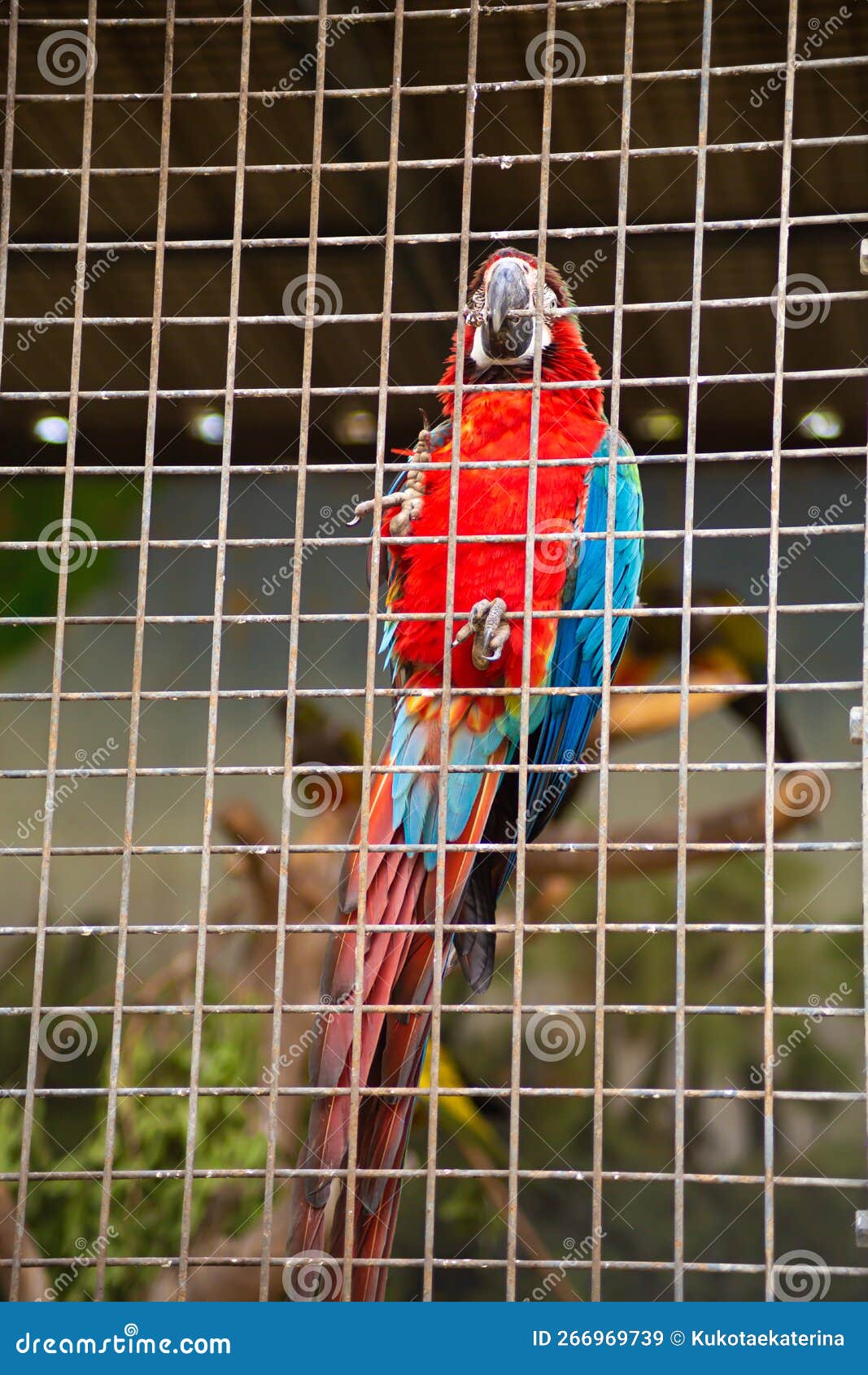 Beautiful Macao Parrot on a Trellis in a Cage Stock Image - Image of ...