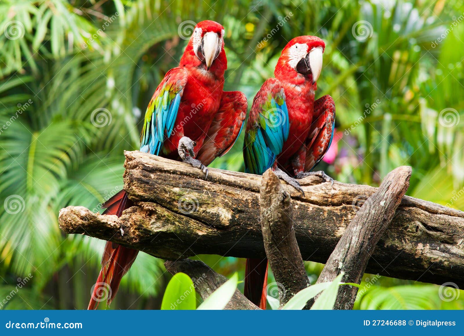 Beautiful macaw stock photo. Image of colorful, outdoors - 27246688