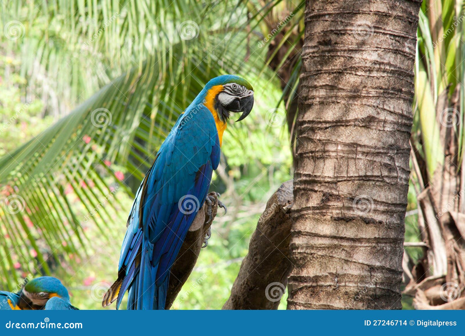 Beautiful macaw stock photo. Image of parrot, wildlife - 27246714