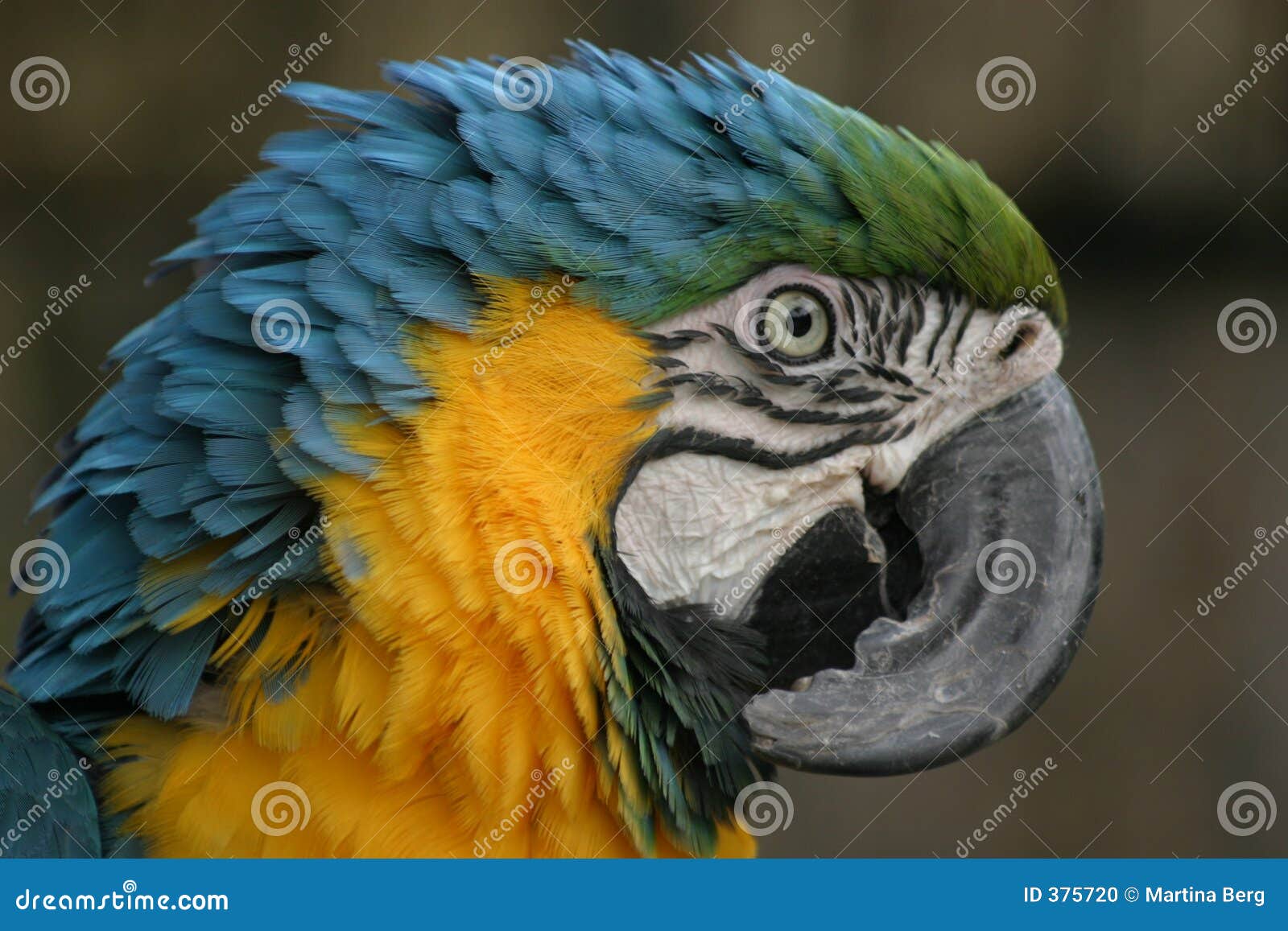 Beautiful macaw stock photo. Image of macaw, feathers, tropical - 375720