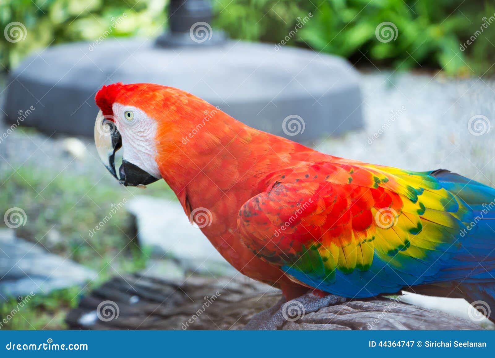 Beautiful Macaw and Beautiful Birds . Stock Image - Image of fauna ...
