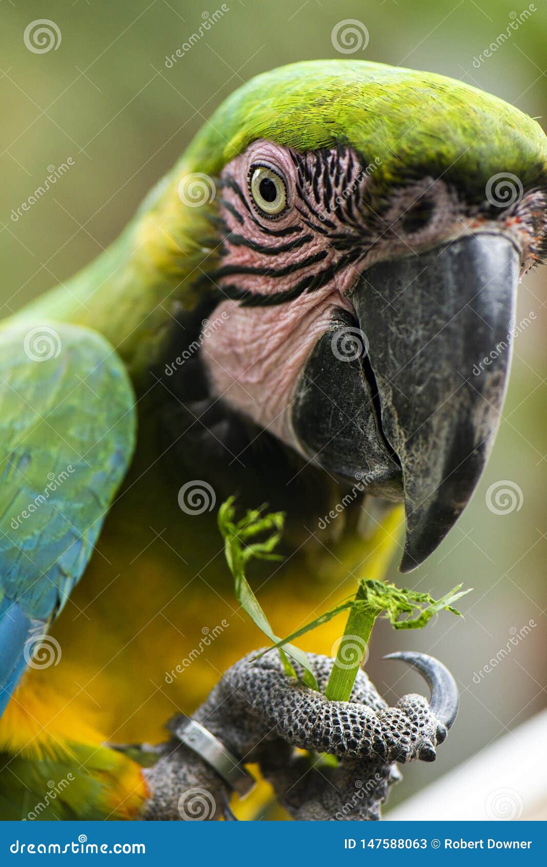 Beautiful Macaw bird stock image. Image of claw, parrot - 147588063