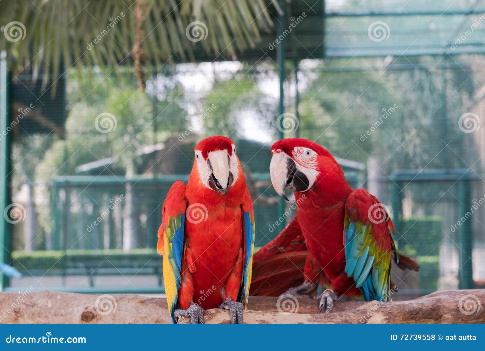 Beautiful Macaw Bird Two Friends in the Park, Parrot Stock Photo ...