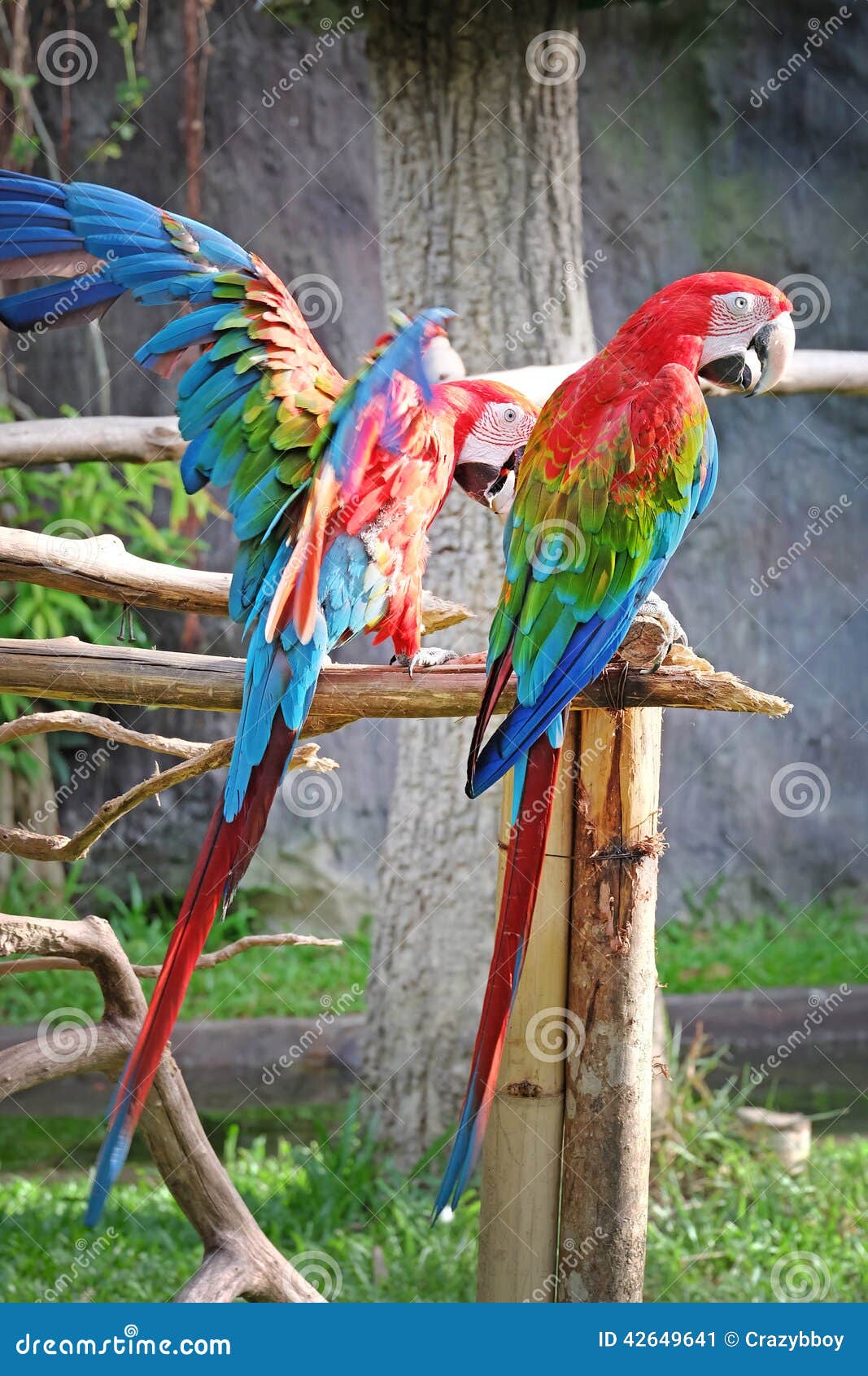 Beautiful Macaw on the Branch Stock Image - Image of domestic, natural ...