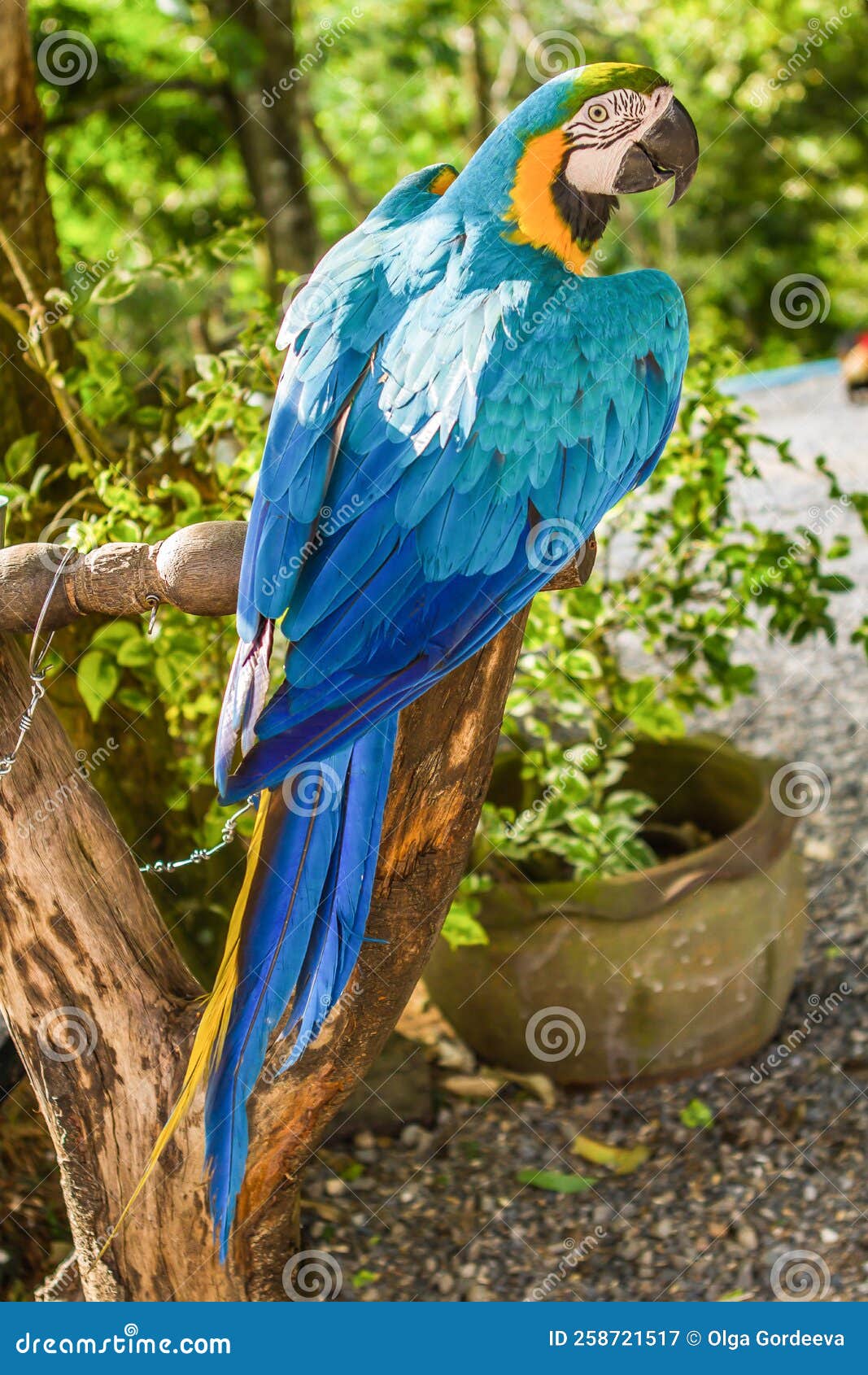 Beautiful Macaw Parrot, Macaw Bird Sitting on a Branch Editorial ...