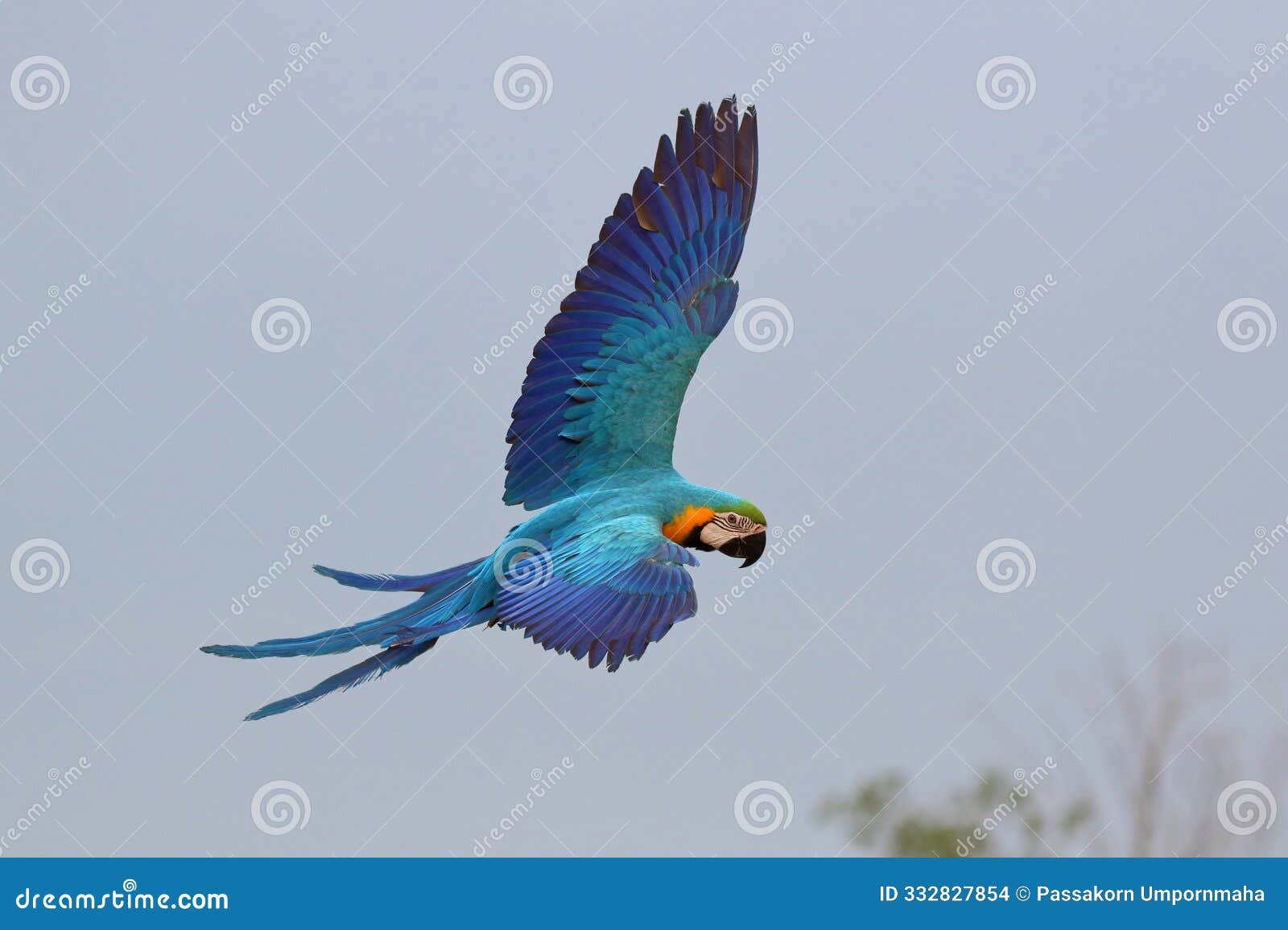 Parrot Flying With Wings Wide Open In Sky In Vertical Position Stock ...