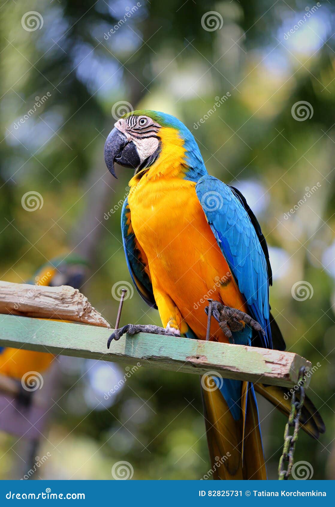 Beautiful macaw parrot stock image. Image of pretty, natural - 82825731