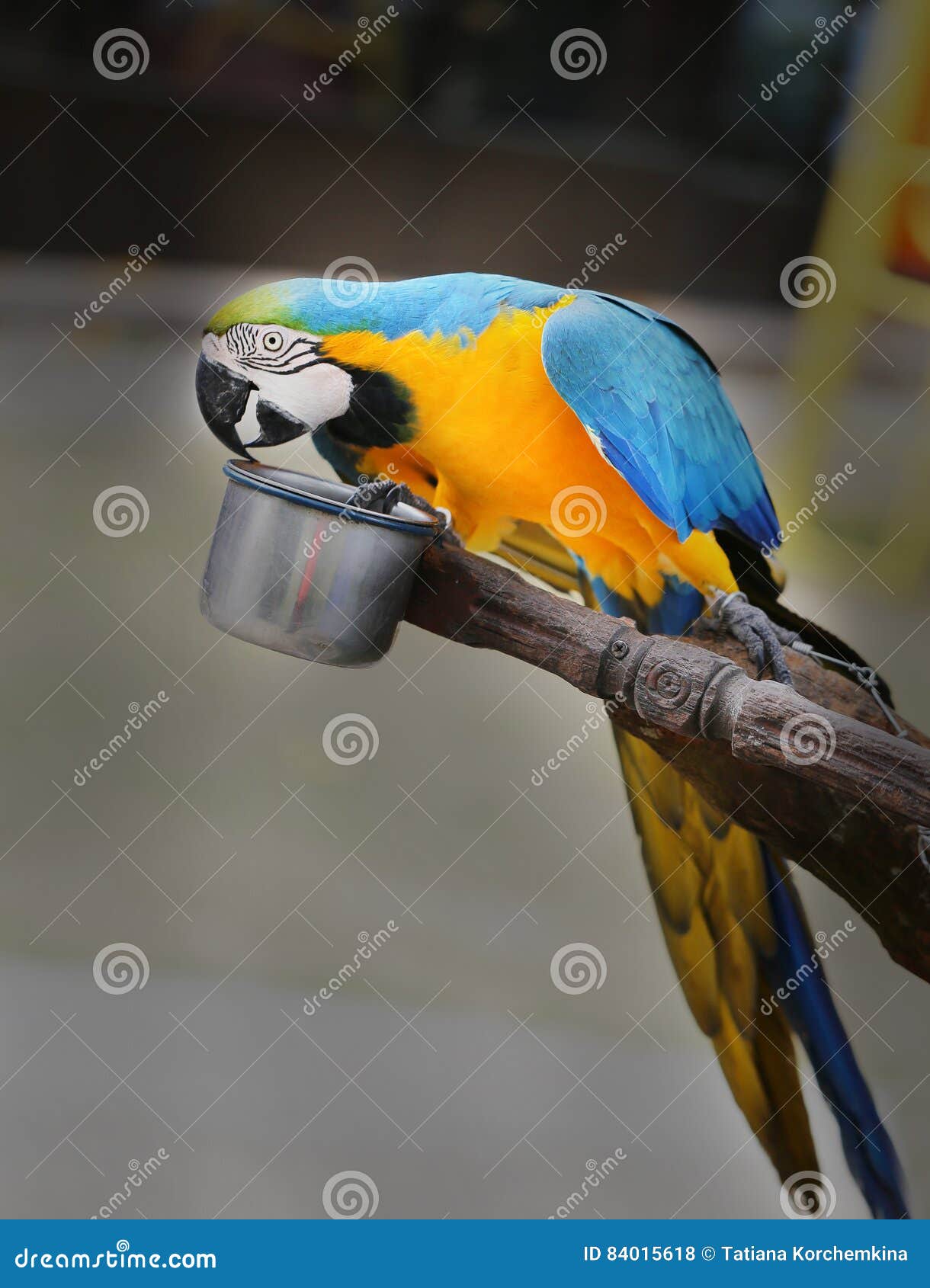 Beautiful macaw parrot stock photo. Image of natural - 84015618