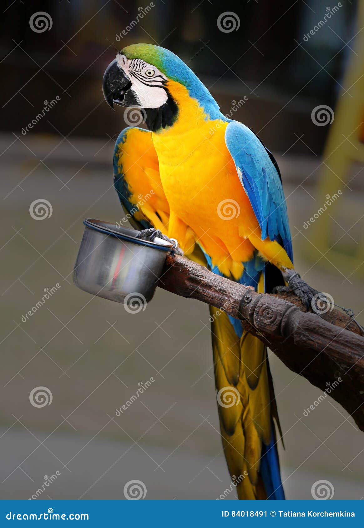 Beautiful macaw parrot stock image. Image of garden, bright - 84018491