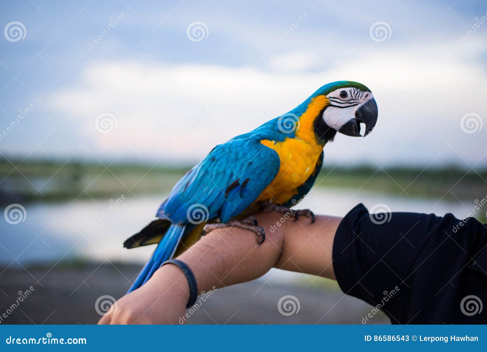 The Beautiful Macaw Parrot Perched on Right Arm. Stock Image - Image of ...