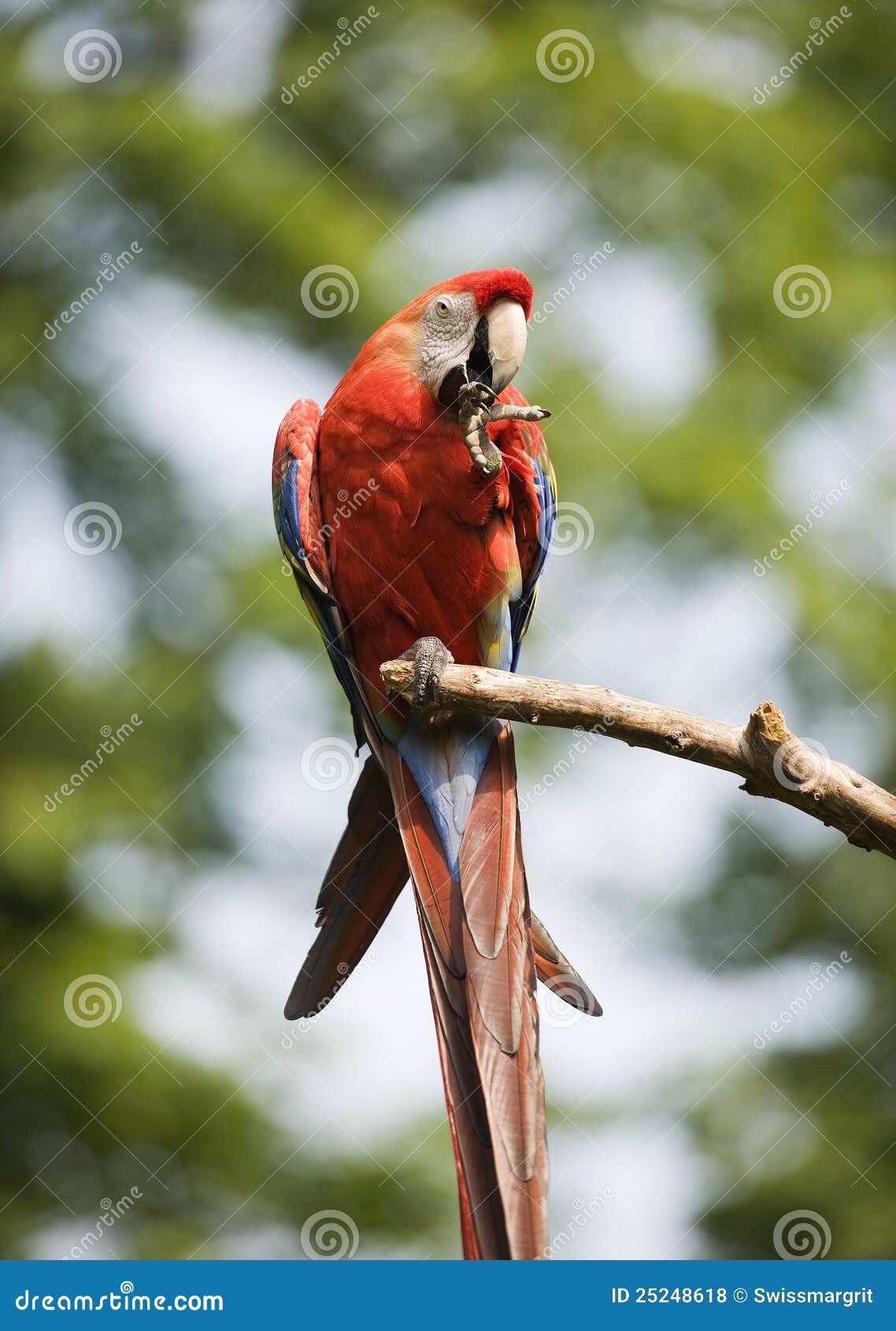 Beautiful Macaw Parrot on a Tree Branch Stock Photo - Image of ...
