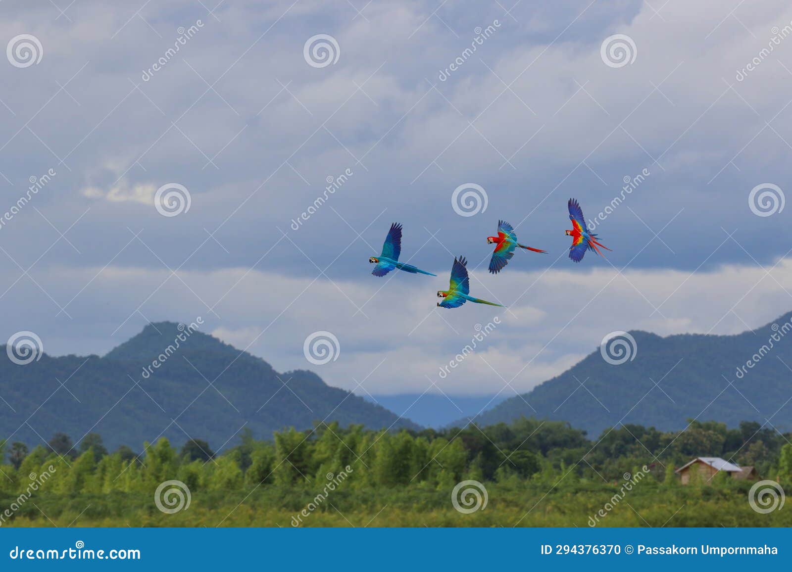 Beautiful of Macaw Parrots Flying on the Mountain. Stock Photo - Image ...