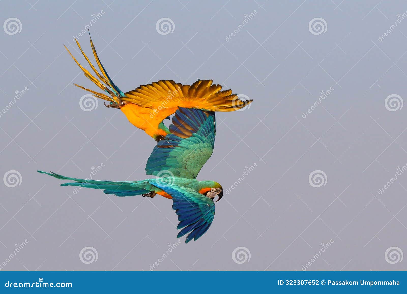 Beautiful Macaw Parrots Flying in the Sky. Stock Photo - Image of ...