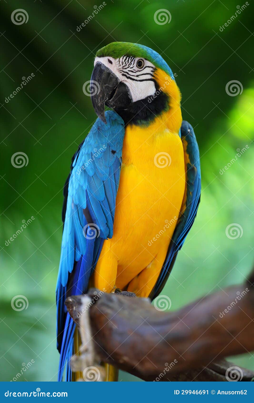 Macaw parrots in nature stock image. Image of colorful - 29946691
