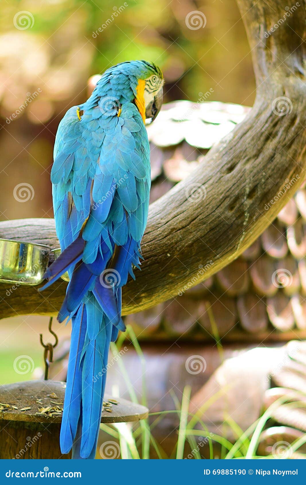 Beautiful macaw stock photo. Image of alone, beautiful - 69885190